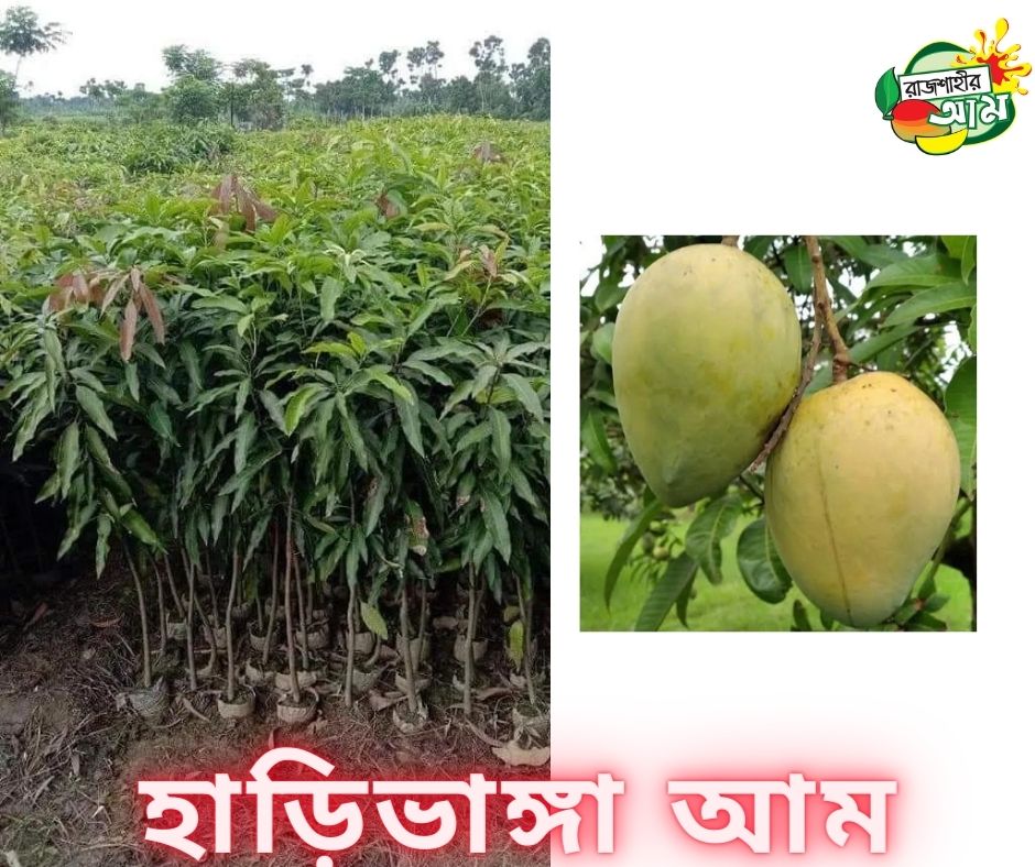 রাজশাহীর আম | Rajshahi Mango | Chemical-Free Fresh Mangoes from Our ...