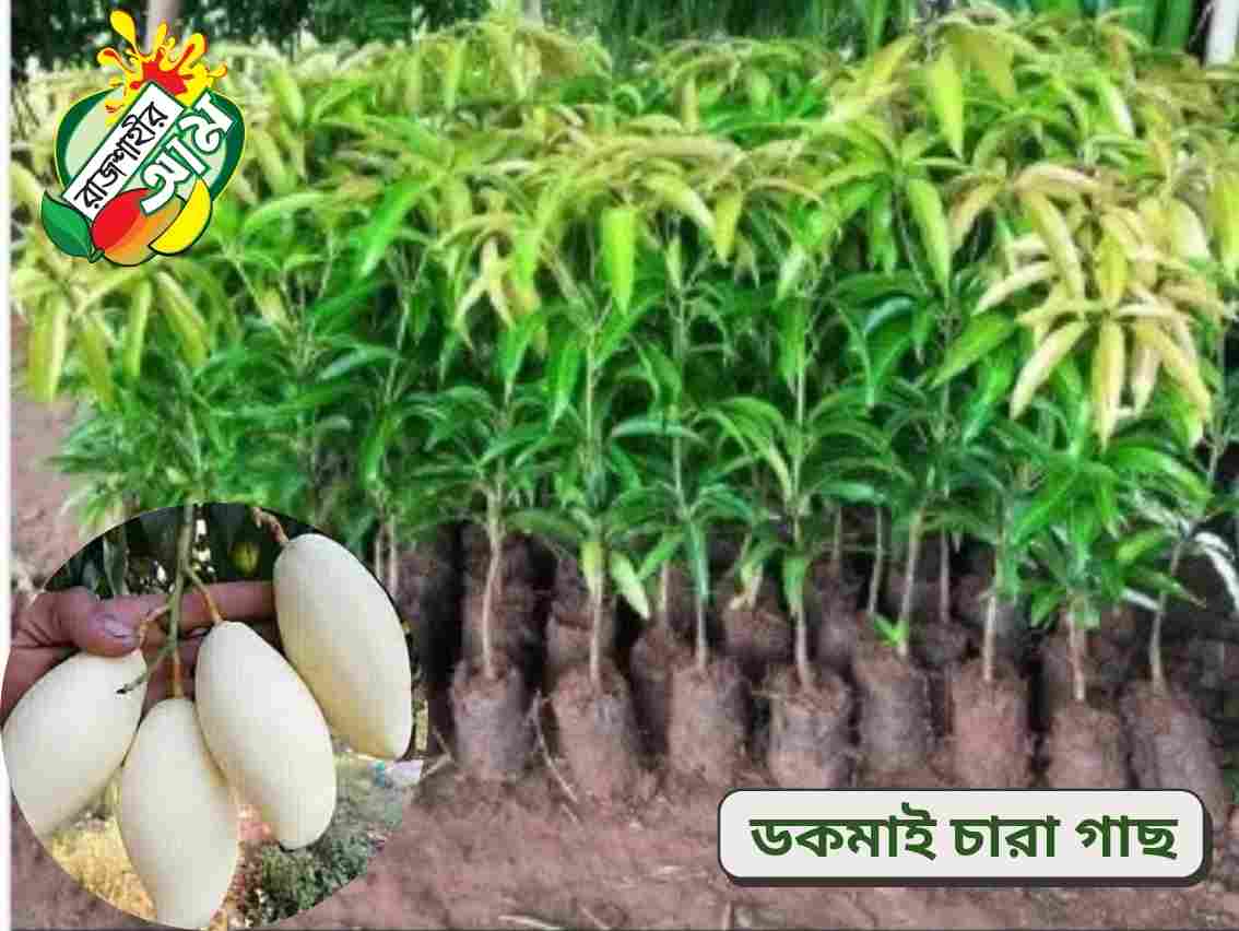 রাজশহী আম | Rajshahi Mango | Chemical-Free Fresh Mangoes from Our ...