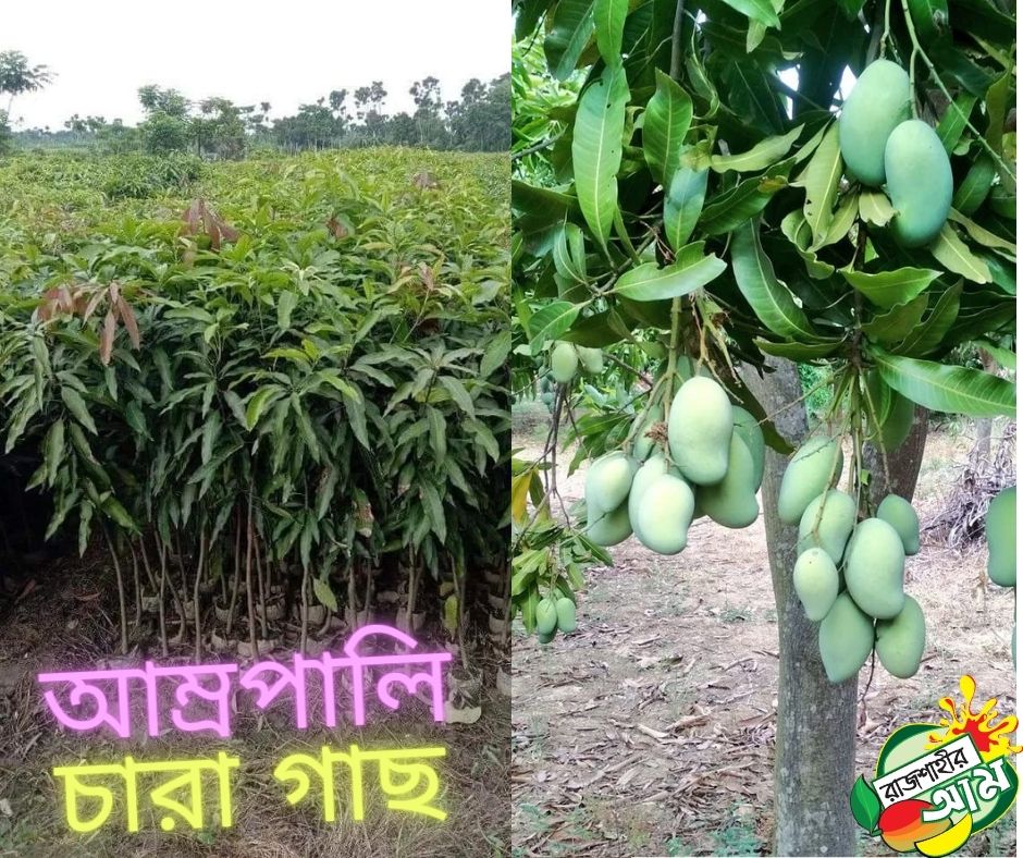 রাজশাহীর আম | Rajshahi Mango | Chemical-Free Fresh Mangoes from Our ...