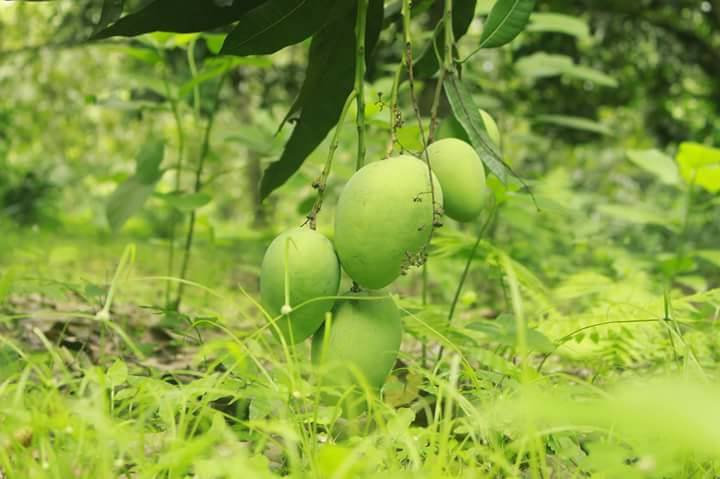 রাজাহীর আম ! Rajshahi Mango - Bangladesh's First Ecommerce for ...