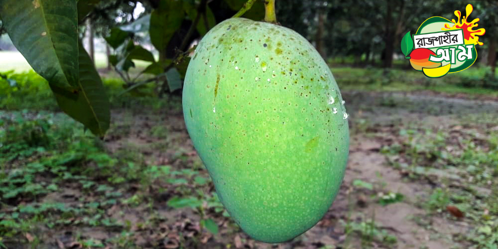 রাজশহী আম | Rajshahi Mango | Chemical-Free Fresh Mangoes from Our ...