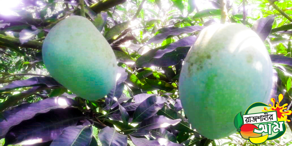 রাশাহীর আম | Rajshahi Mango | Chemical-Free Fresh Mangoes from Our ...