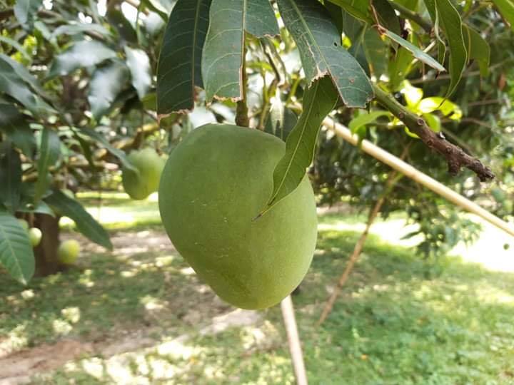রাজশহী আম | Rajshahi Mango | Chemical-Free Fresh Mangoes from Our ...