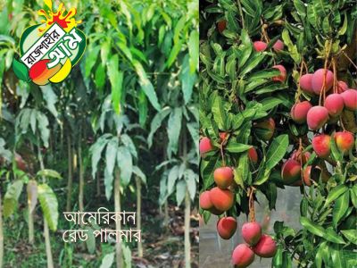 রাজশাহীর আম | Rajshahi Mango | Chemical-Free Fresh Mangoes from Our ...