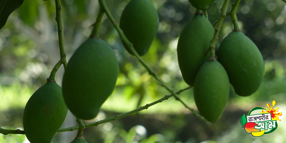 রাশাহীর আম | Rajshahi Mango | Chemical-Free Fresh Mangoes from Our ...