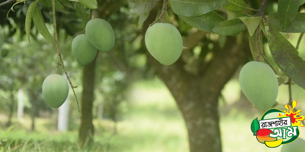 রাজশহী আম | Rajshahi Mango | Chemical-Free Fresh Mangoes from Our ...
