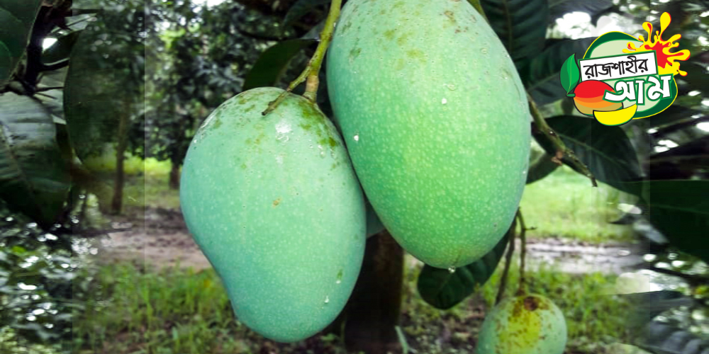 রাশাহীর আম | Rajshahi Mango | Chemical-Free Fresh Mangoes from Our ...