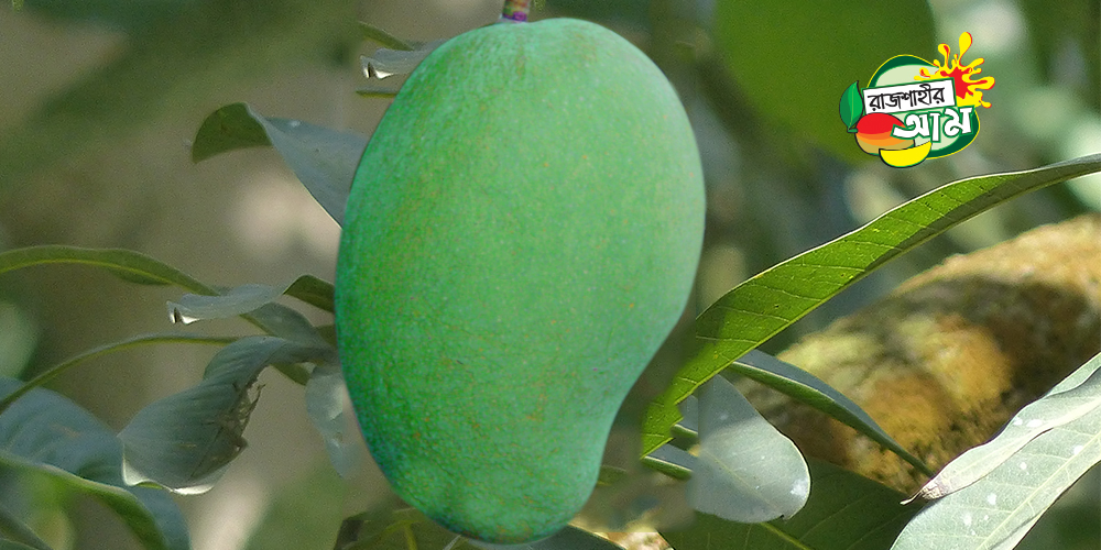 রাজশহী আম | Rajshahi Mango | Chemical-Free Fresh Mangoes from Our ...