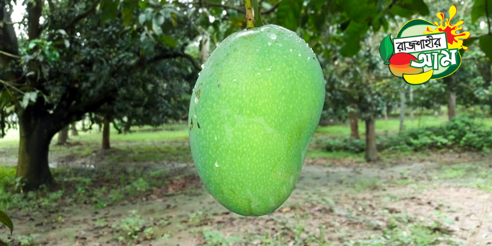 রাশাহীর আম | Rajshahi Mango | Chemical-Free Fresh Mangoes from Our ...